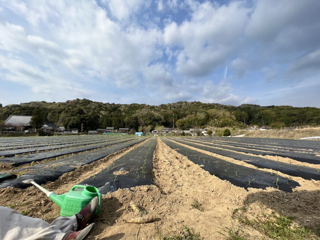 TOP - 豊田岡崎で野菜を買うならsoramiii-farm